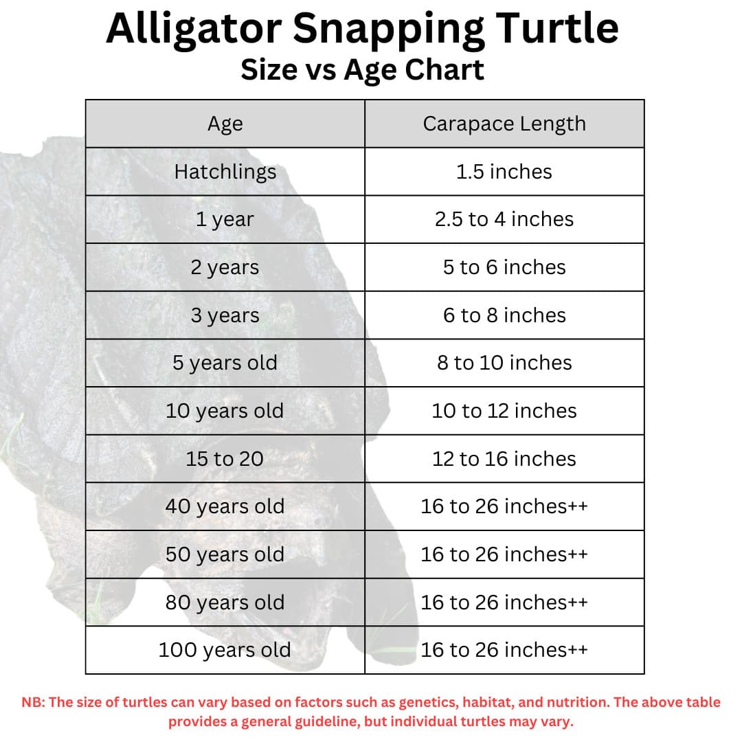 How Much Does A Snapping Turtle Weigh? – The Turtle Hub