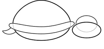 How To Draw A Turtle Step by Step [4 Methods] – The Turtle Hub