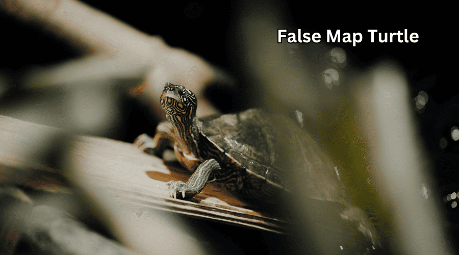 42 Prominent Turtle Species Of The World You’ve Probably Never Heard Of ...