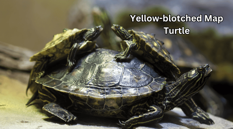 42 Prominent Turtle Species Of The World You’ve Probably Never Heard Of ...