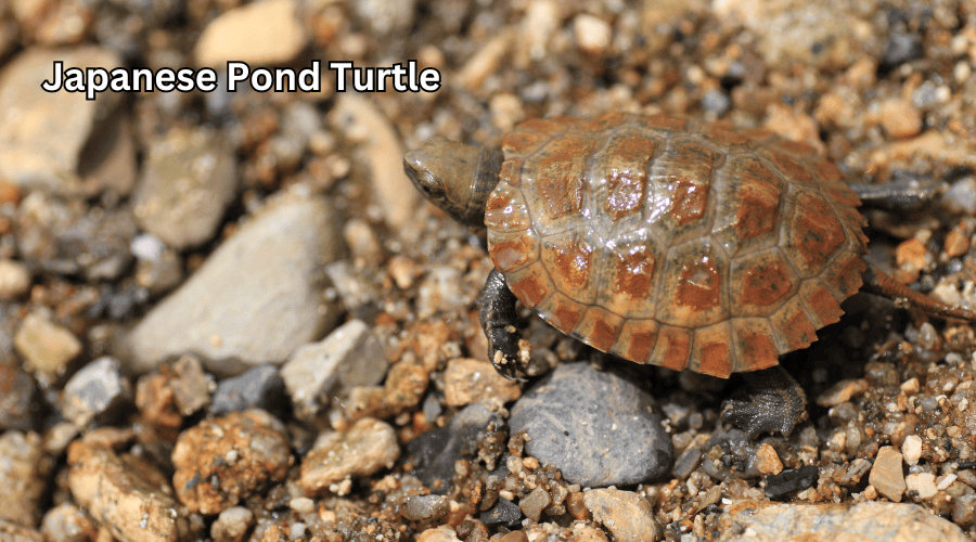 42 Prominent Turtle Species Of The World You’ve Probably Never Heard Of ...