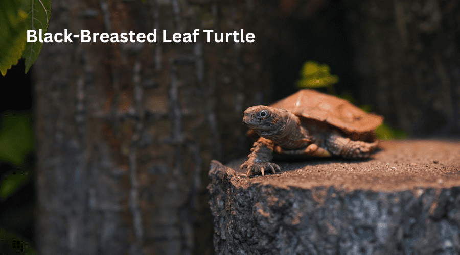 42 Prominent Turtle Species Of The World You’ve Probably Never Heard Of ...