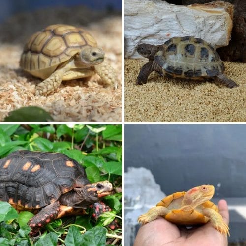 Turtle Taxonomy Explained In Layman’s Terms – The Turtle Hub