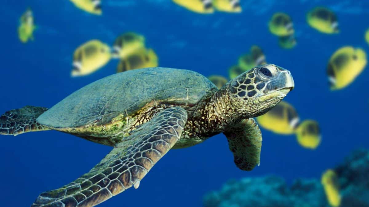 15 Incredible Turtle Facts That Will Amaze You! – The Turtle Hub