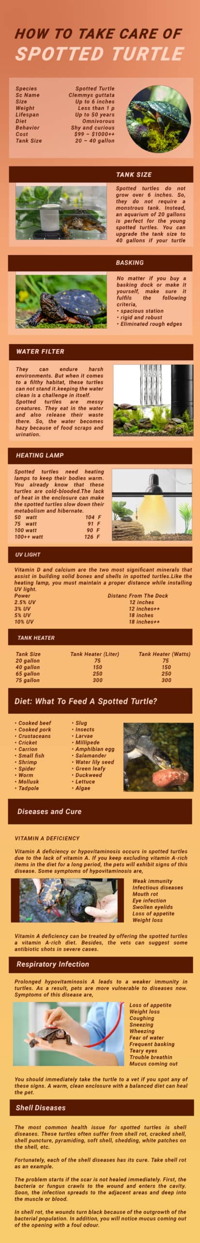 How To Take Care Of Spotted Turtles? [Foolproof Guide] – The Turtle Hub