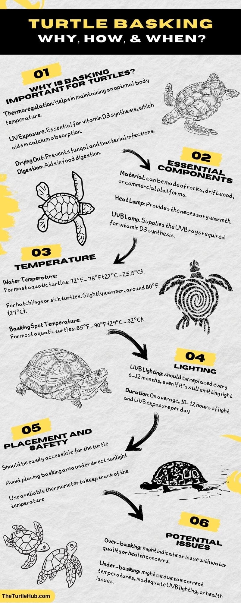 Turtle Basking: Everything You Need To Know – The Turtle Hub