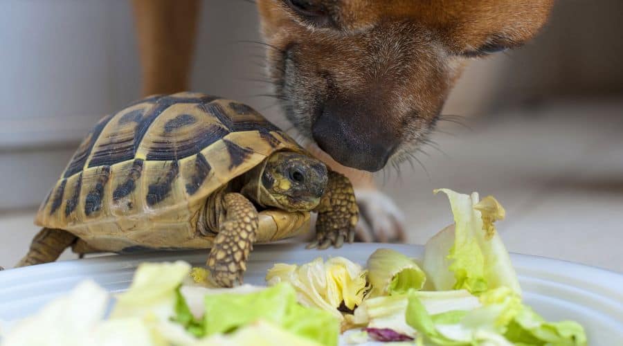 How Often Do You Feed A Turtle? – The Turtle Hub