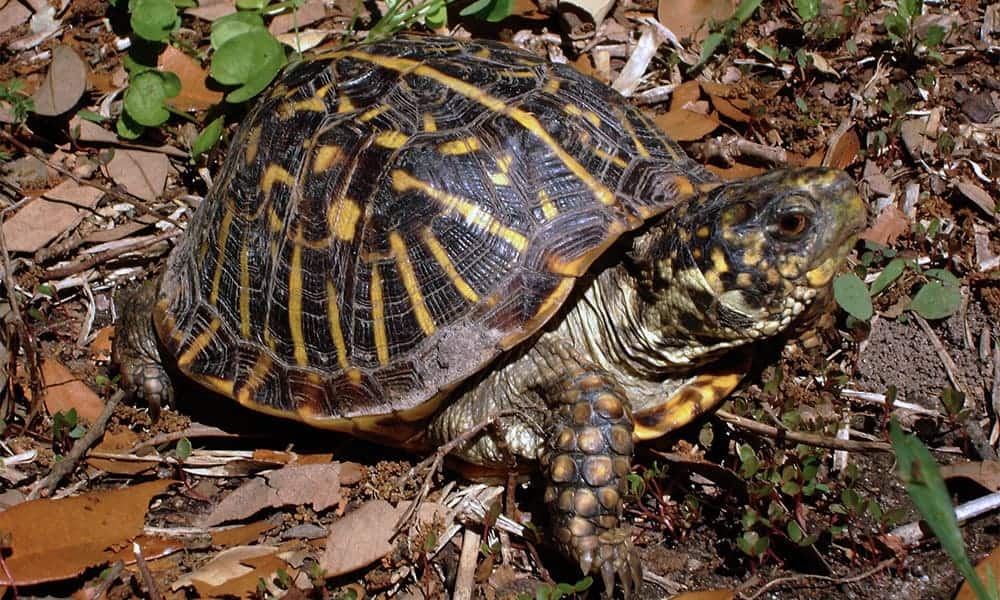 Can Turtles Transmit Diseases To Humans? [Health Risks] – The Turtle Hub