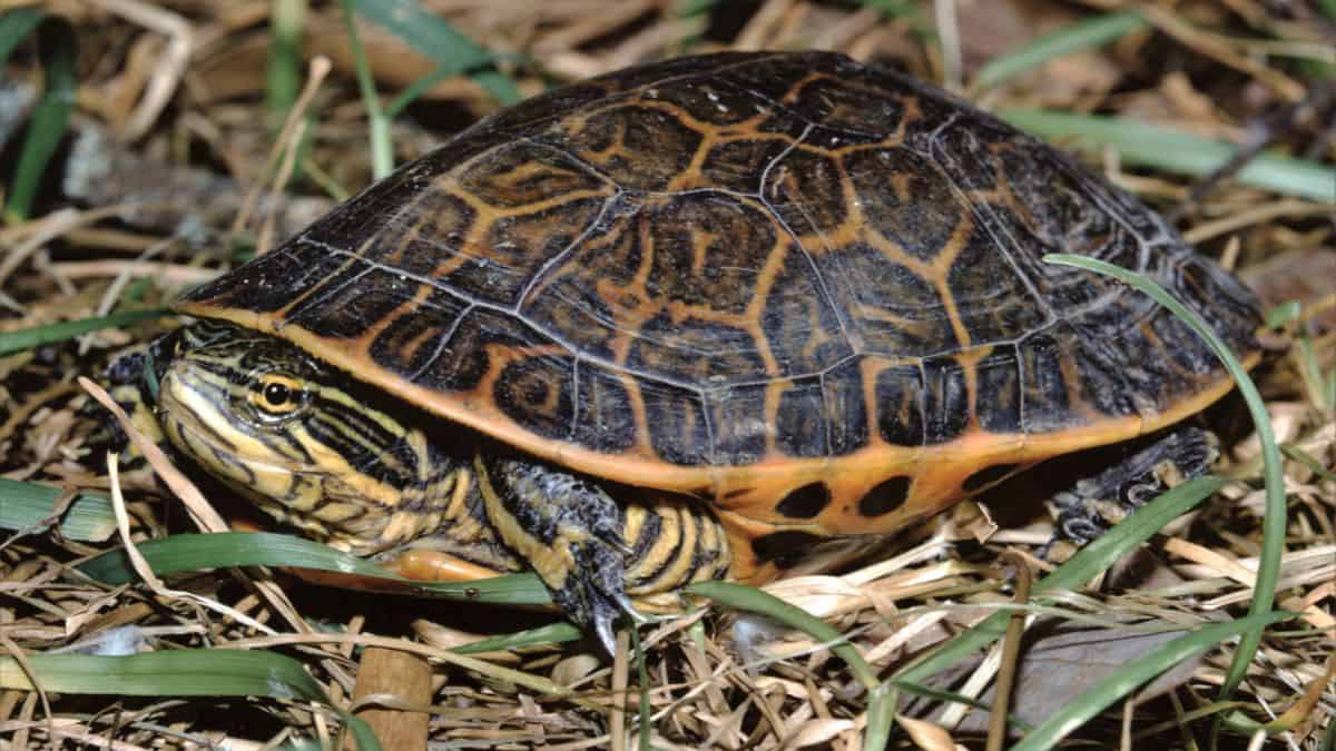 Chicken Turtle Care For Beginners [Comprehensive Handbook] – The Turtle Hub