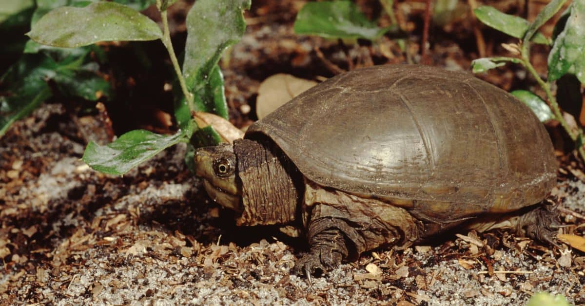 The Top 7 Turtle Species For Beginners: A Comprehensive Guide – The ...