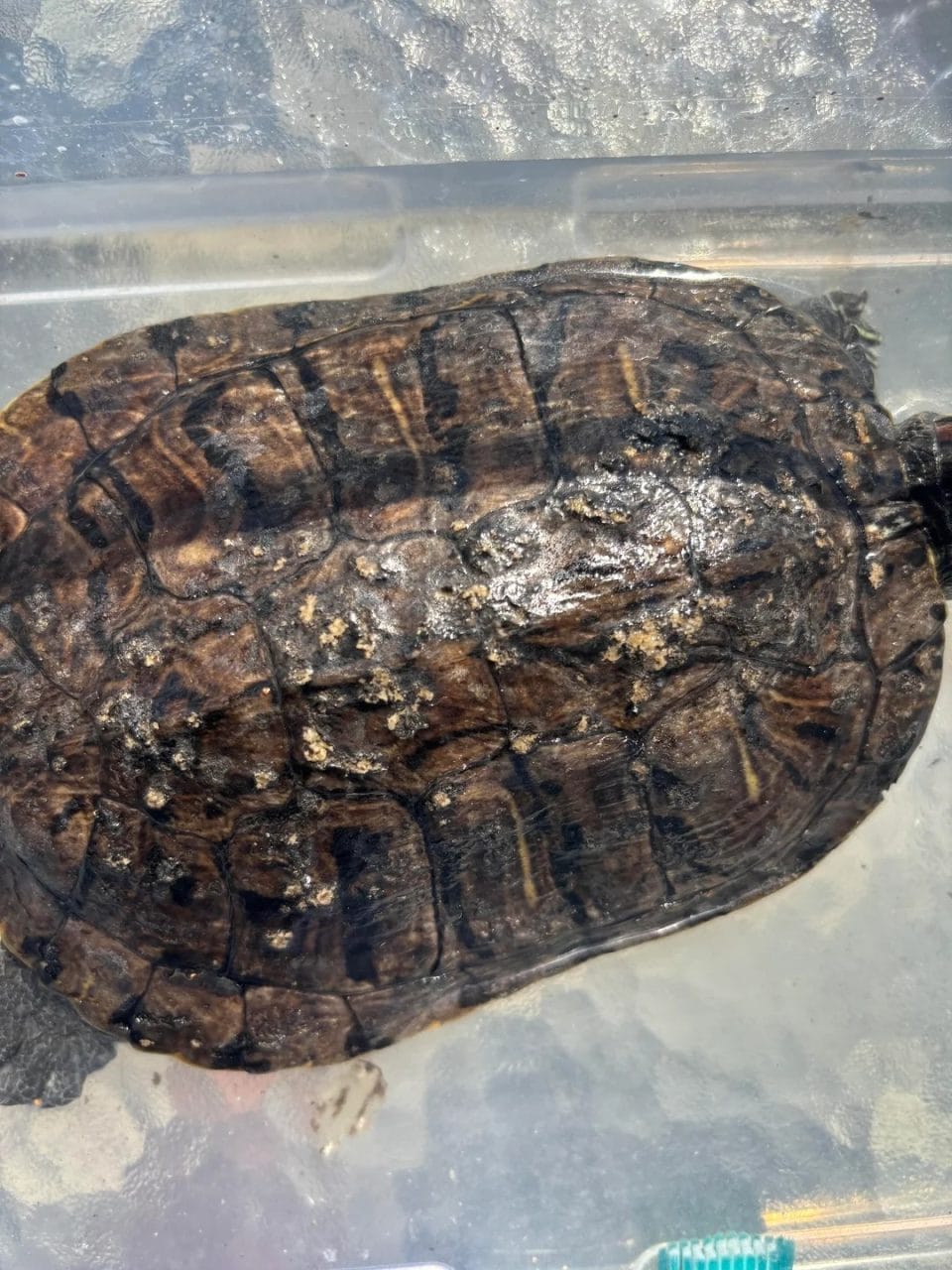 Metabolic Bone Disease In Turtles [Causes, Prevention, Treatment] – The ...