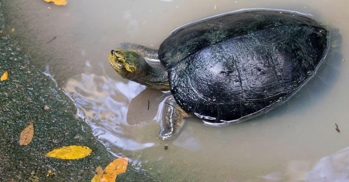 Chicken Turtle Care For Beginners [Comprehensive Handbook] – The Turtle Hub