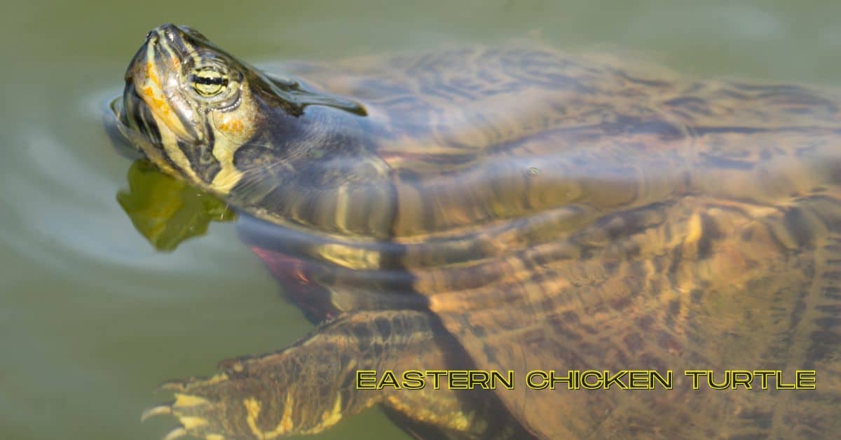 Chicken Turtle Care For Beginners [Comprehensive Handbook] – The Turtle Hub