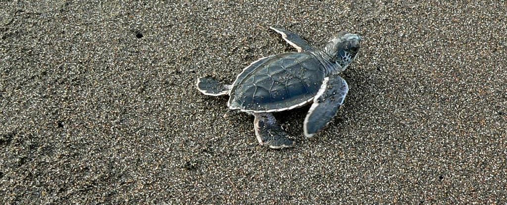 Unlock the Secret Language of Sea Turtles You Never Knew Existed – The ...