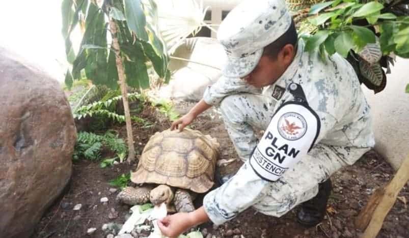 Do Turtles Get Attached To Their Owners? [Debunking Myths] – The Turtle Hub