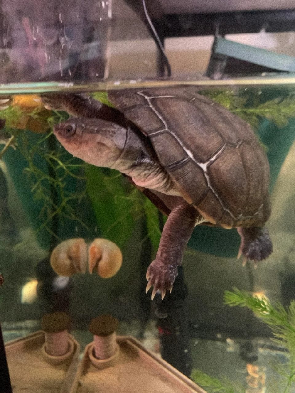 Turtle Floating On Side or Upside Down? [Turtle Floating Syndrome ...