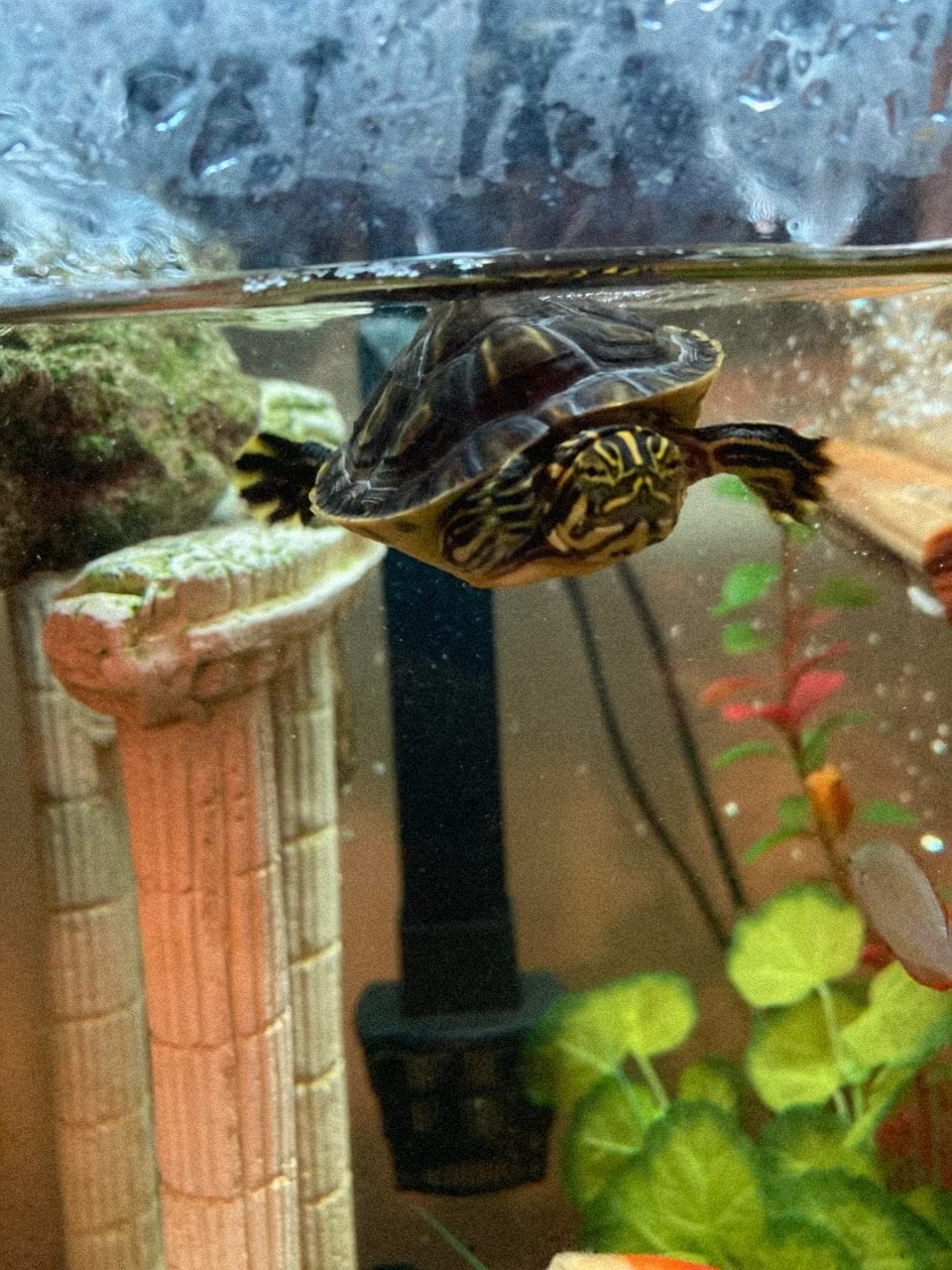 Turtle Floating On Side or Upside Down? [Turtle Floating Syndrome ...