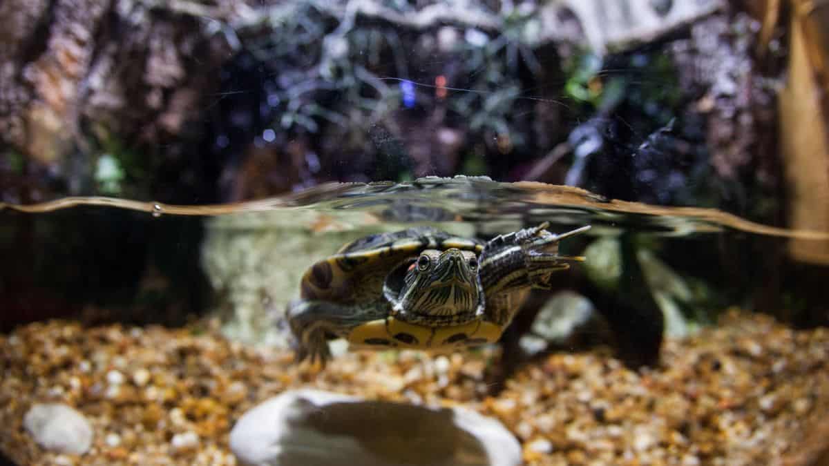 10 Essential Tips for Creating the Perfect Turtle Habitat at Home – The ...