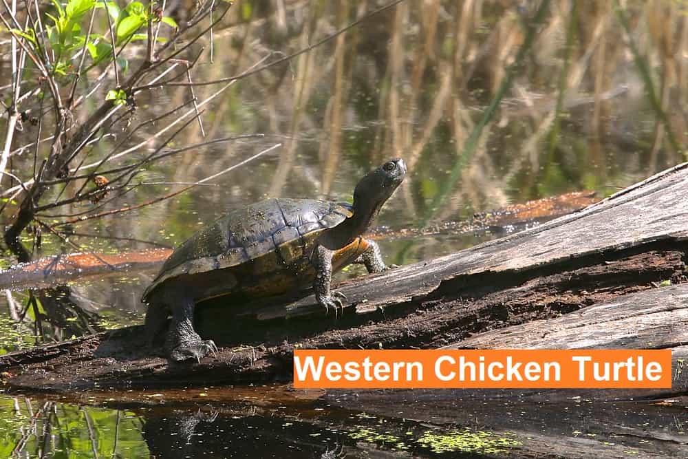 Chicken Turtle Care For Beginners [Comprehensive Handbook] – The Turtle Hub