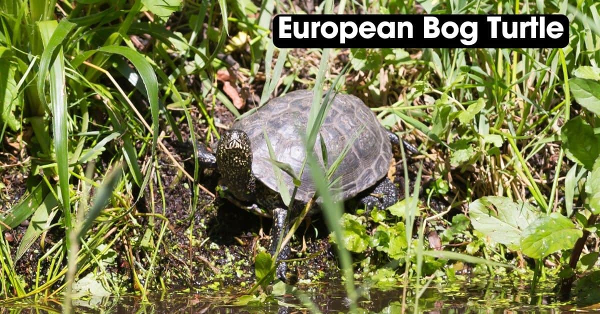 Bog Turtle Care Manual [Step By Step Guide] – The Turtle Hub