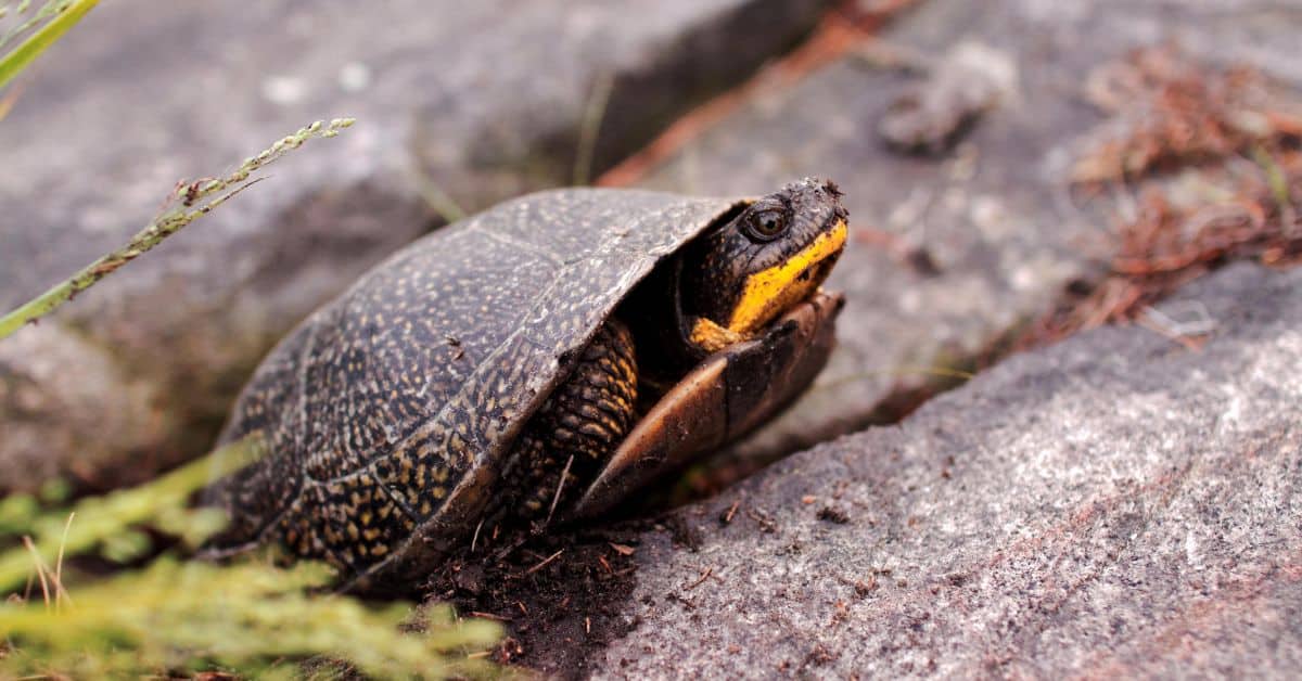 Blanding’s Turtle Care Guide [Creating Perfect Setup] – The Turtle Hub