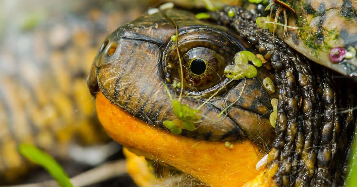 Turtle Swollen Eyes? Try These Home Remedies! – The Turtle Hub