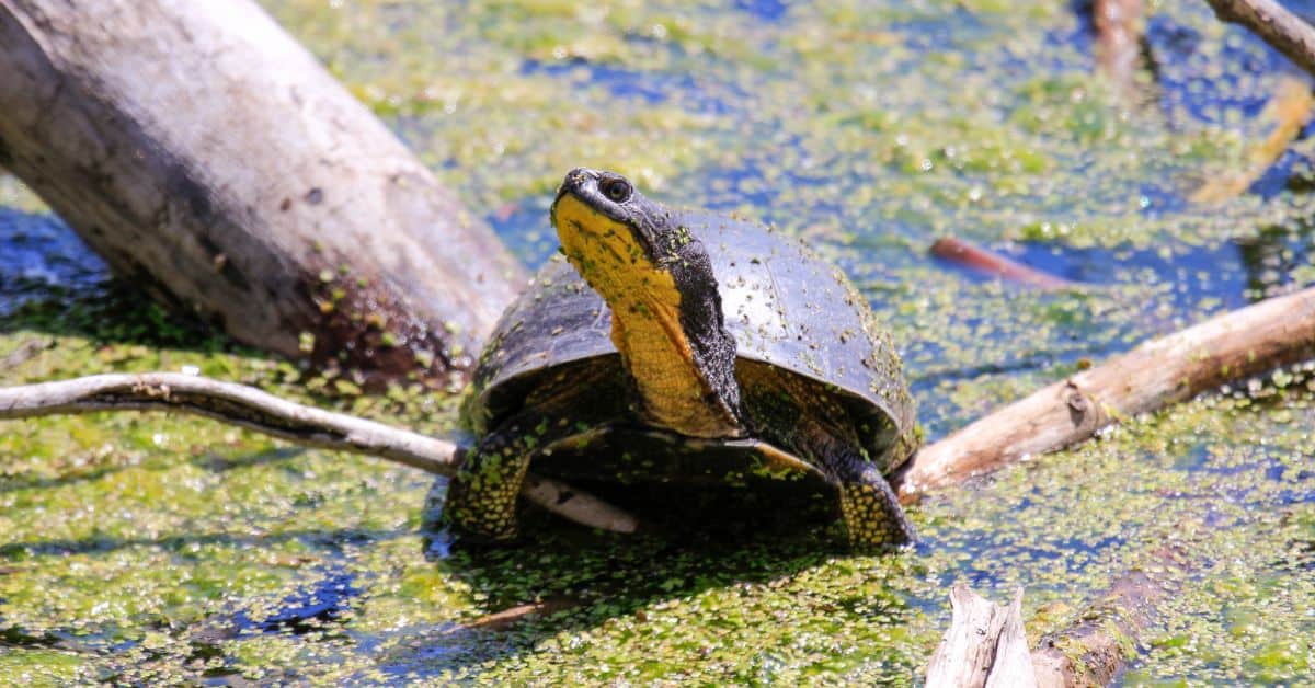 Blanding’s Turtle Care Guide [Creating Perfect Setup] – The Turtle Hub