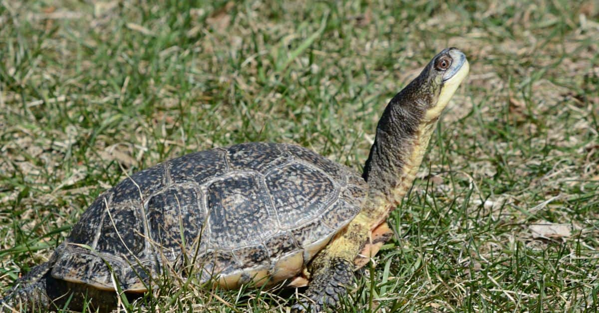 Blanding’s Turtle Care Guide [Creating Perfect Setup] – The Turtle Hub