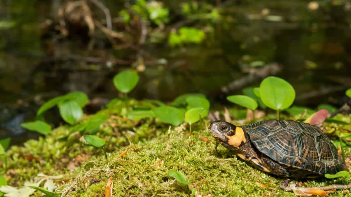 Bog Turtle Care Manual [Step By Step Guide] – The Turtle Hub