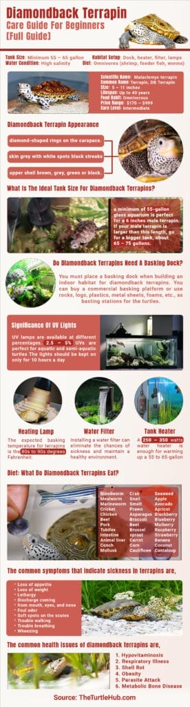 Diamondback Terrapin Care Guide For Beginners [Full Guide] – The Turtle Hub