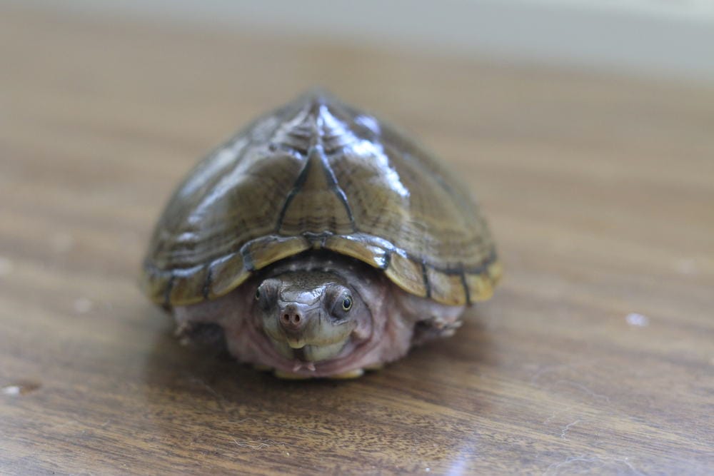 Feeding Your Musk Turtle: Essential Diet Tips Every Beginner Should ...