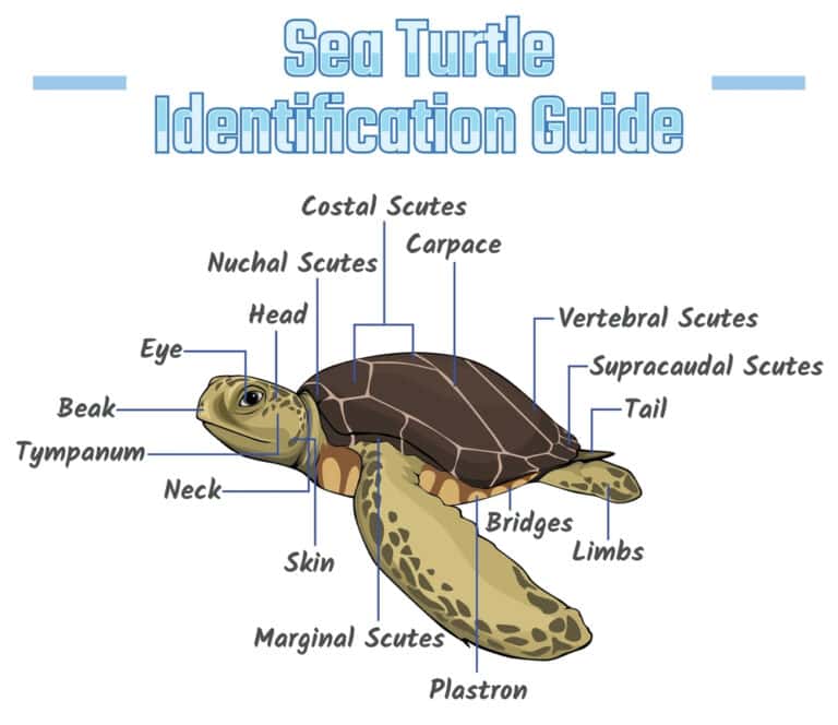 Turtle Anatomy 101: Do Turtles Have Teeth, Ears, Tails & More? – The ...