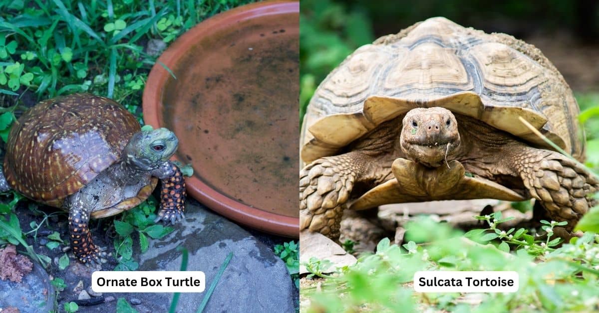 Why Is A Box Turtle Not A Tortoise? – The Turtle Hub