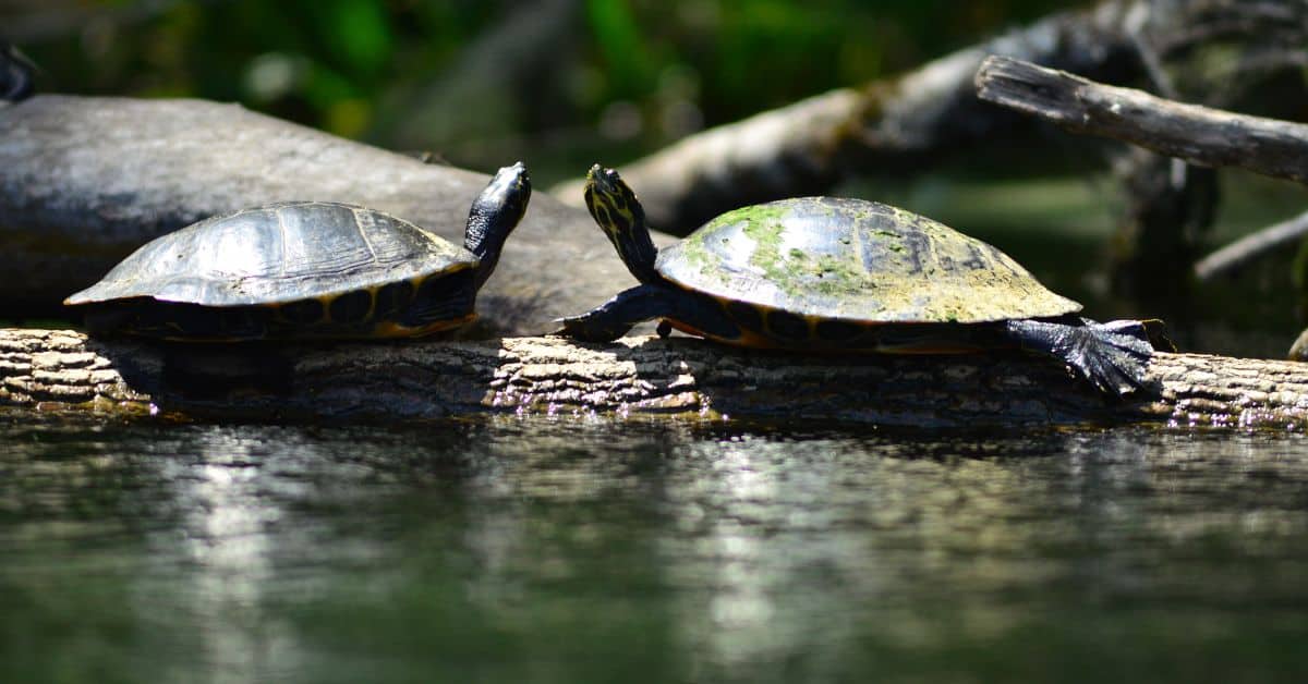 5 Signs Your Turtle Is Happy: Understanding Turtle Emotions – The ...