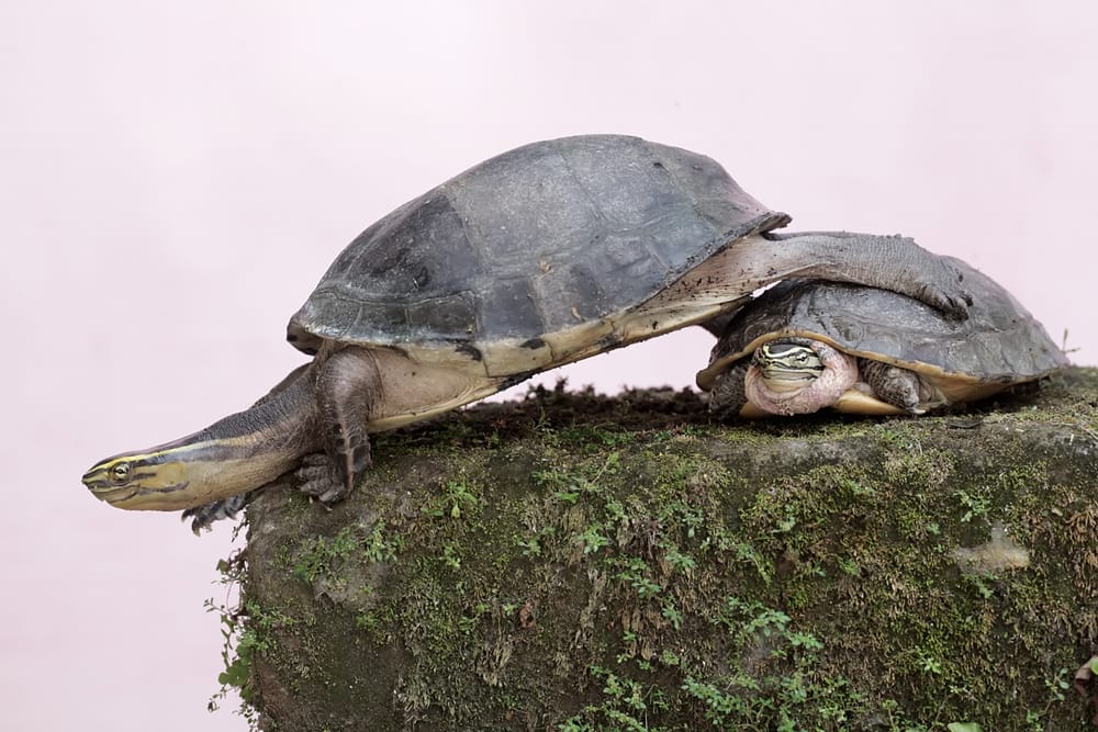 6 Common Health Issues in Pet Turtles and How to Prevent Them – The ...