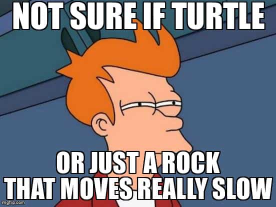 100 Funny Turtle Memes & AI Turtle Pics – The Turtle Hub
