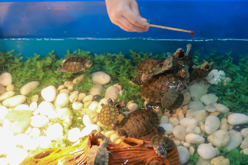 Feeding Newborn Turtles: DOs & DON’Ts For New Owners – The Turtle Hub