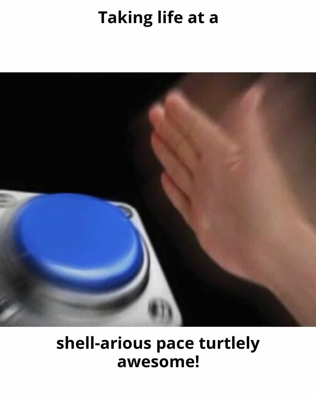 100 Funny Turtle Memes & AI Turtle Pics – The Turtle Hub