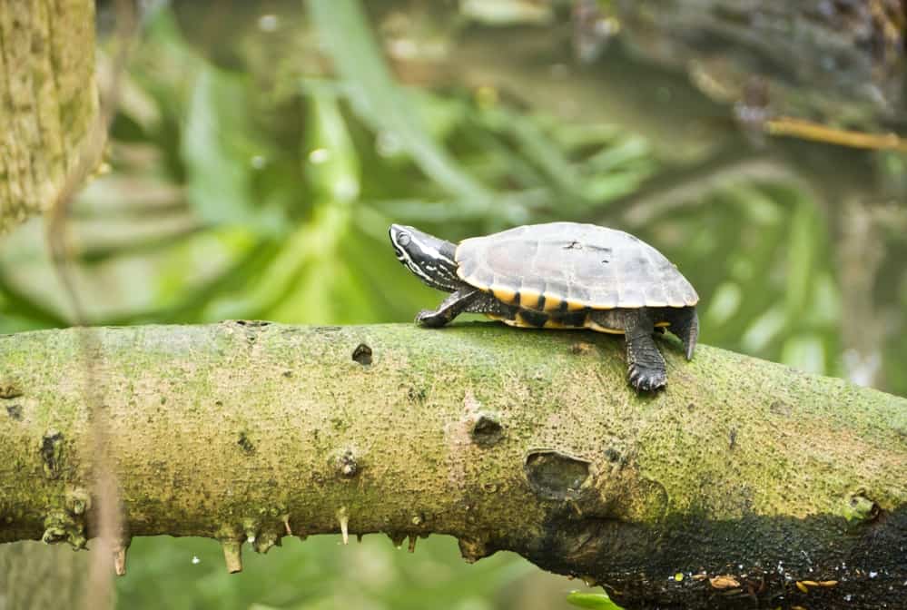 Why Do Turtles Have Shells? – The Turtle Hub