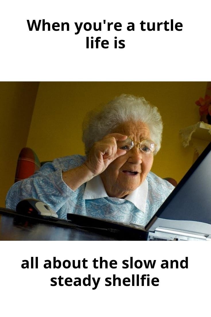 100 Funny Turtle Memes & AI Turtle Pics – The Turtle Hub