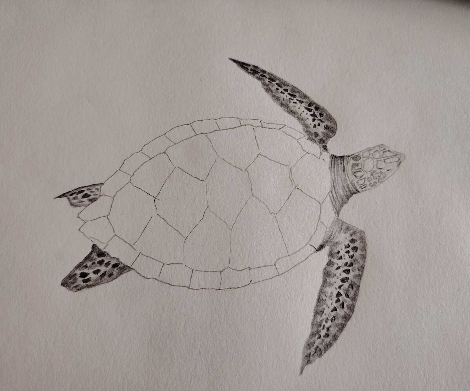 2 Realistic Sea Turtle Drawing & Sketching Ideas [For Artists] – The ...