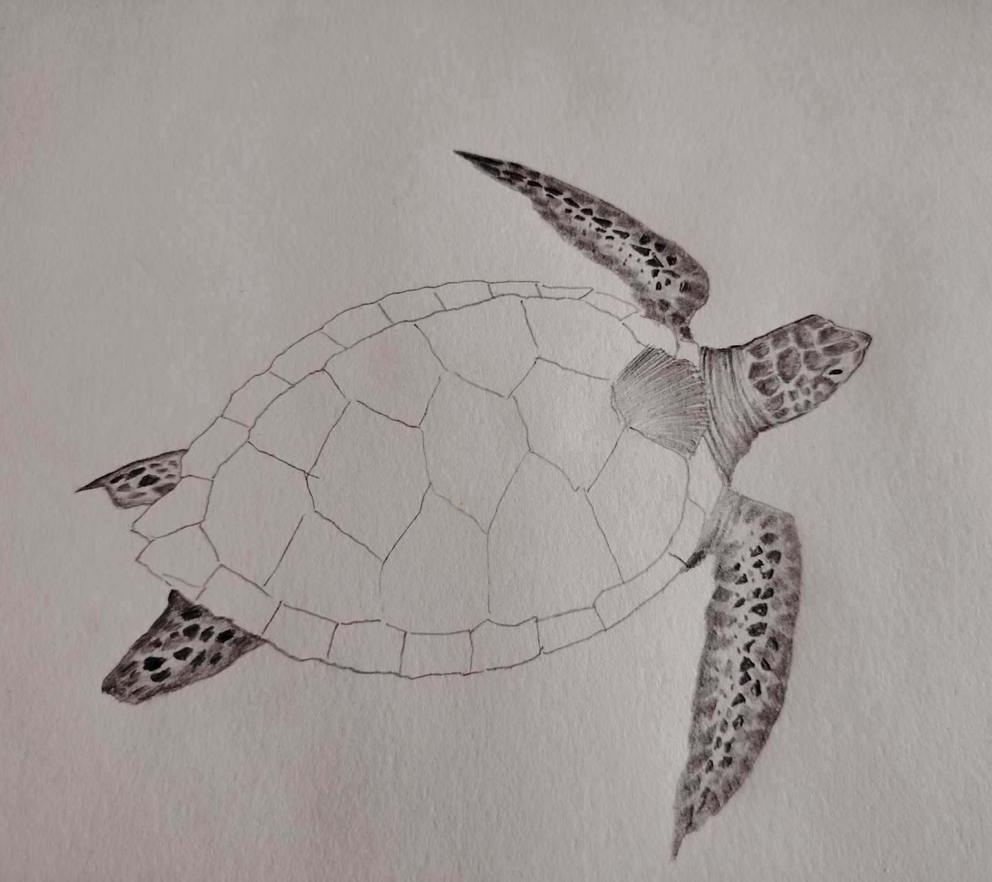 2 Realistic Sea Turtle Drawing & Sketching Ideas [For Artists] – The ...