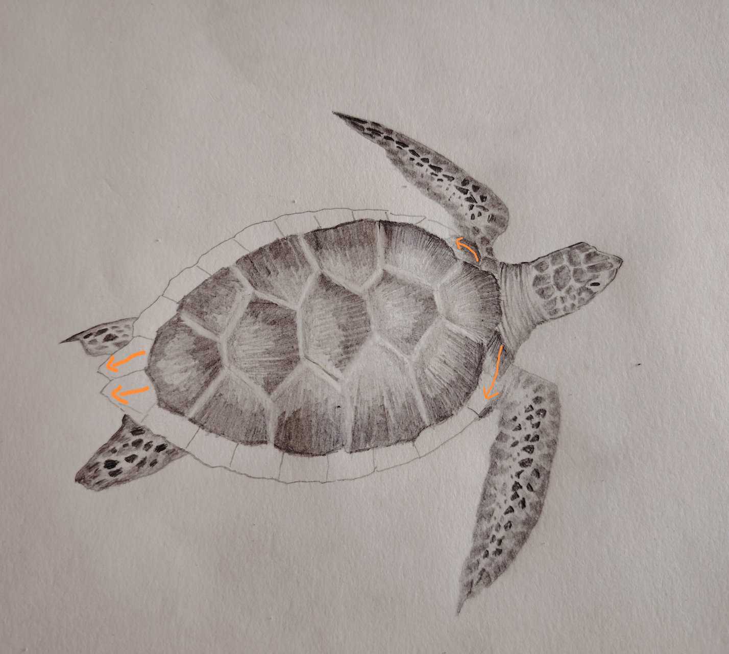2 Realistic Sea Turtle Drawing & Sketching Ideas [For Artists] – The ...
