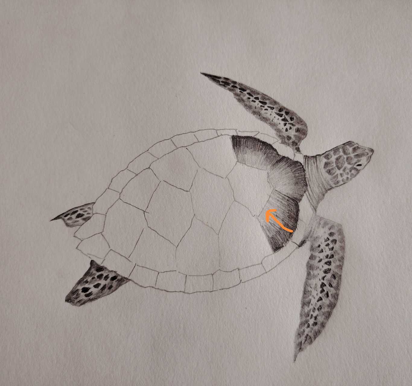 2 Realistic Sea Turtle Drawing & Sketching Ideas [For Artists] – The ...
