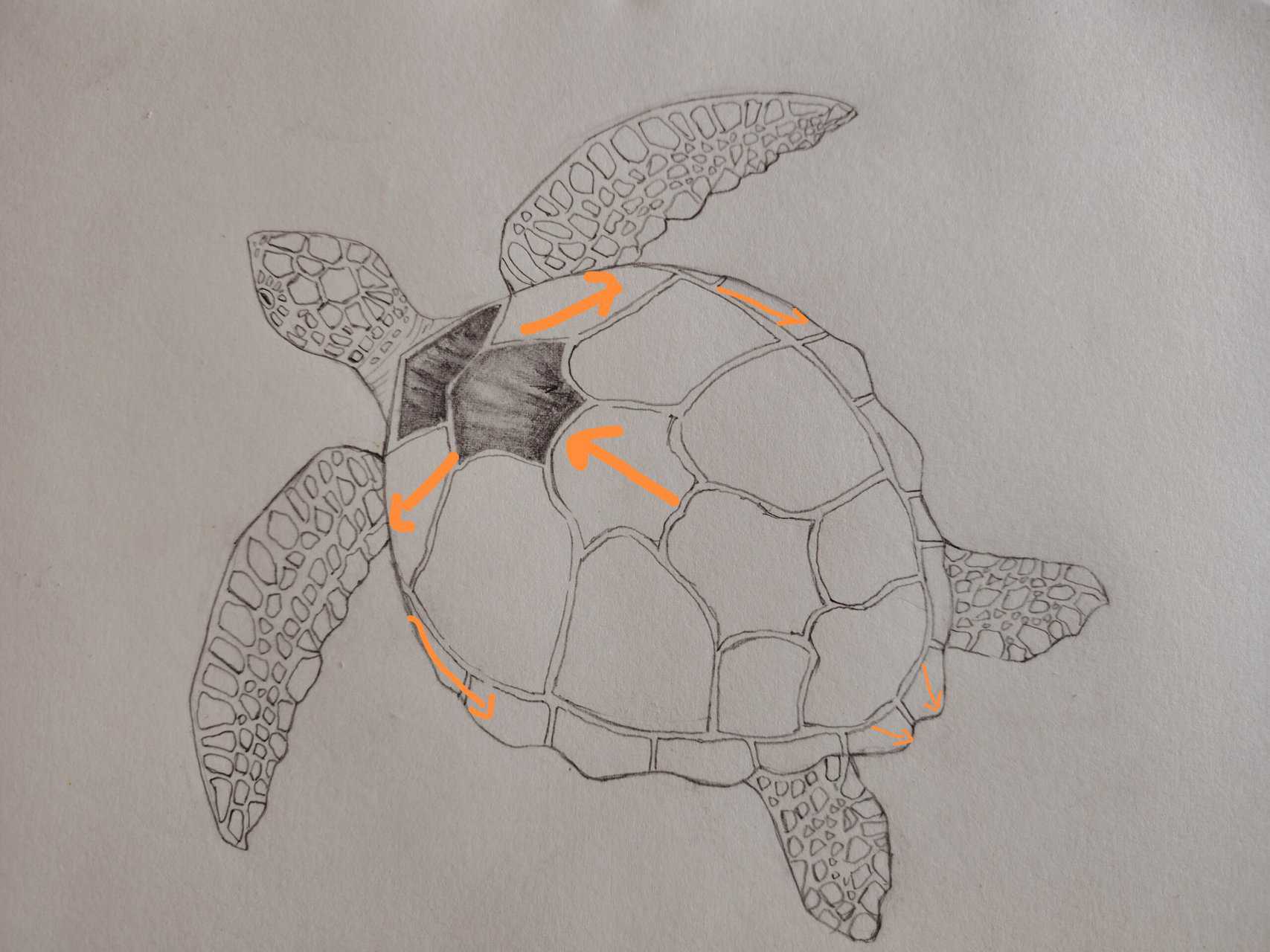 2 Realistic Sea Turtle Drawing & Sketching Ideas [For Artists] – The ...