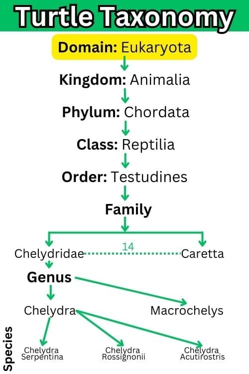 Turtle Taxonomy Explained In Layman’s Terms – The Turtle Hub