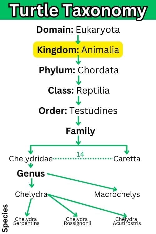 Turtle Taxonomy Explained In Layman’s Terms – The Turtle Hub