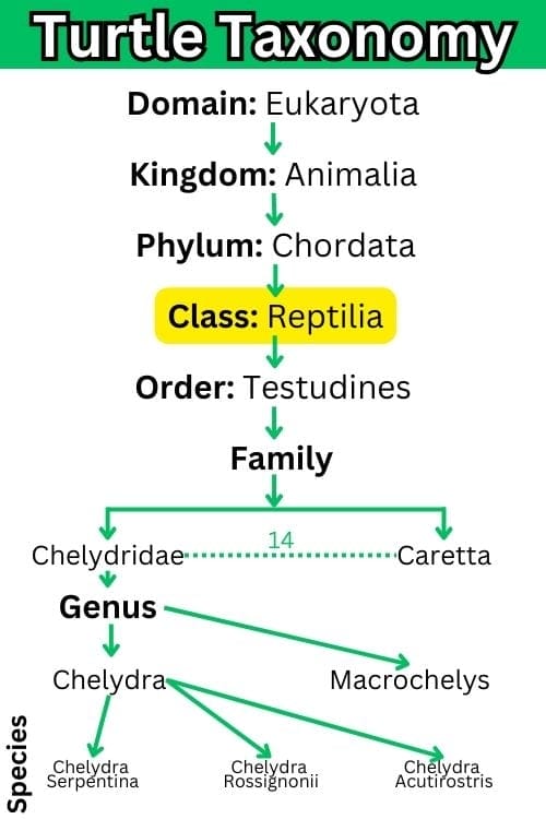 Turtle Taxonomy Explained In Layman’s Terms – The Turtle Hub