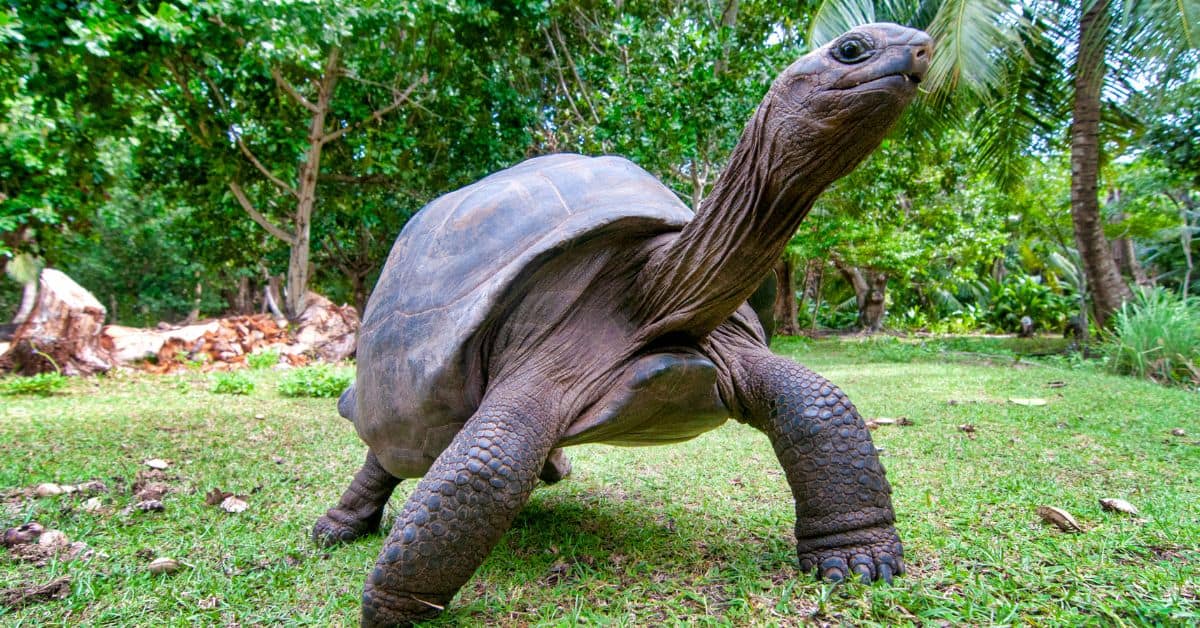 15 Incredible Turtle Facts That Will Amaze You! – The Turtle Hub