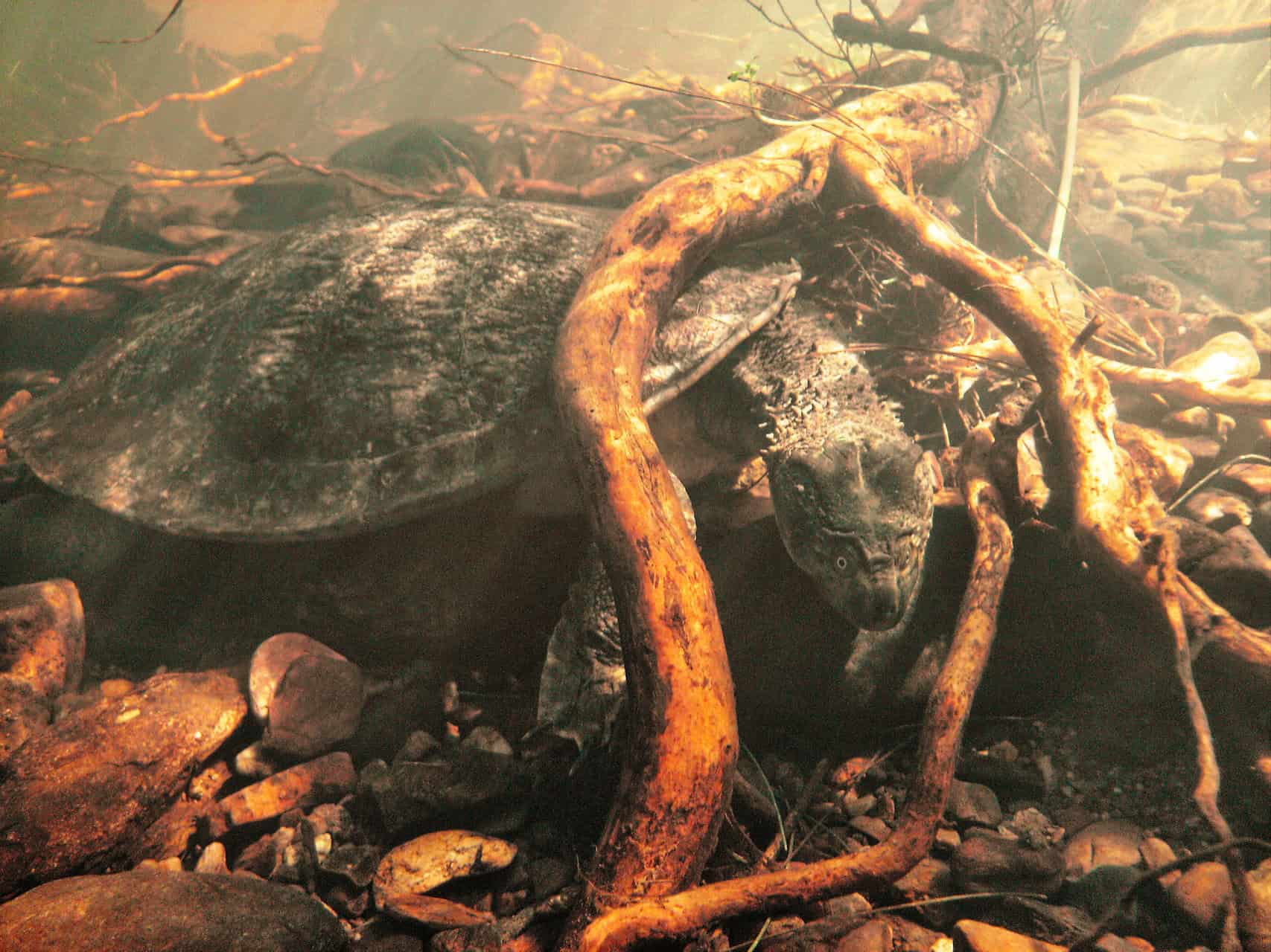Native Turtles In Australia – The Turtle Hub
